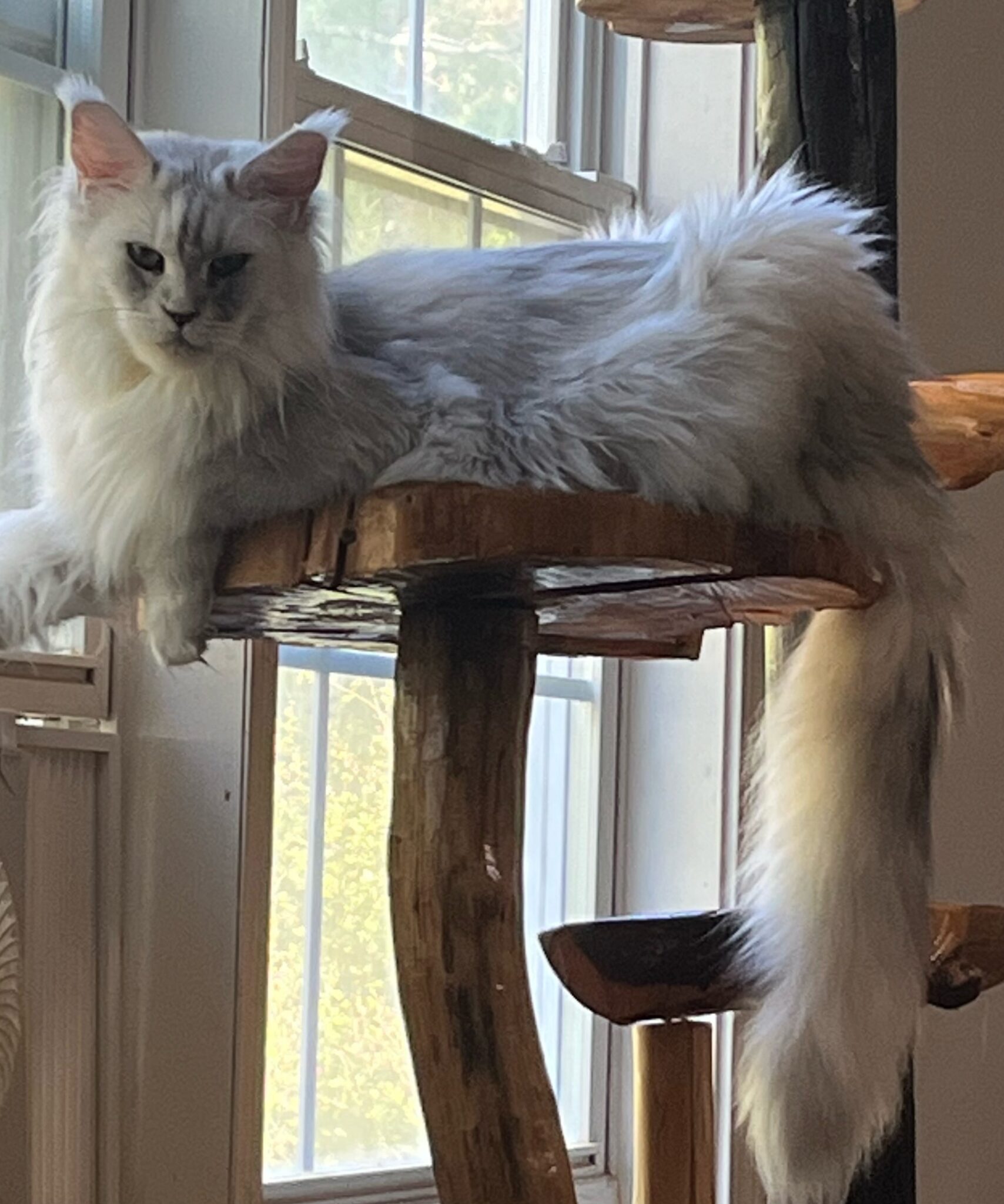 Home - TaLynn King Coons