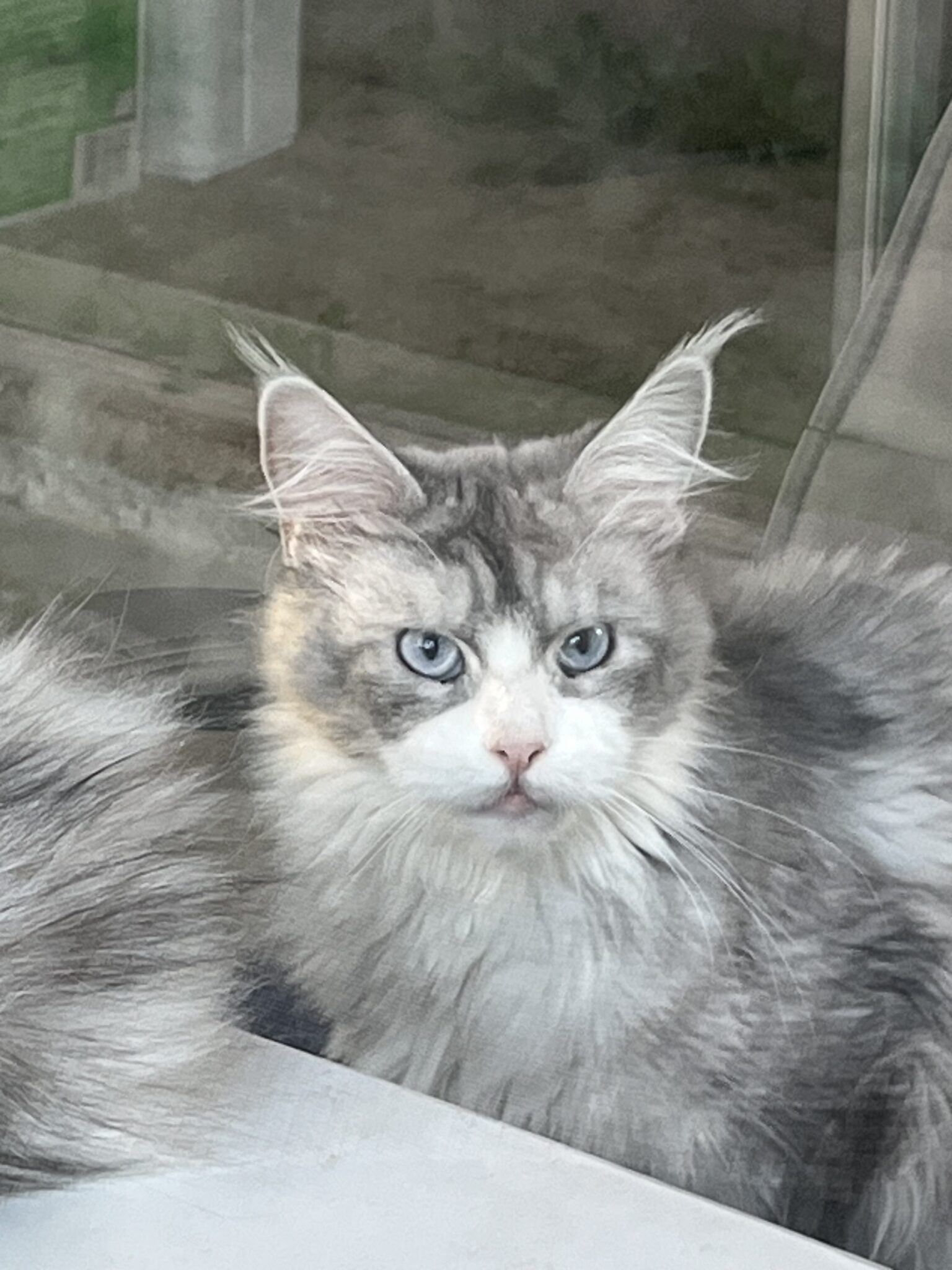 Home - TaLynn King Coons